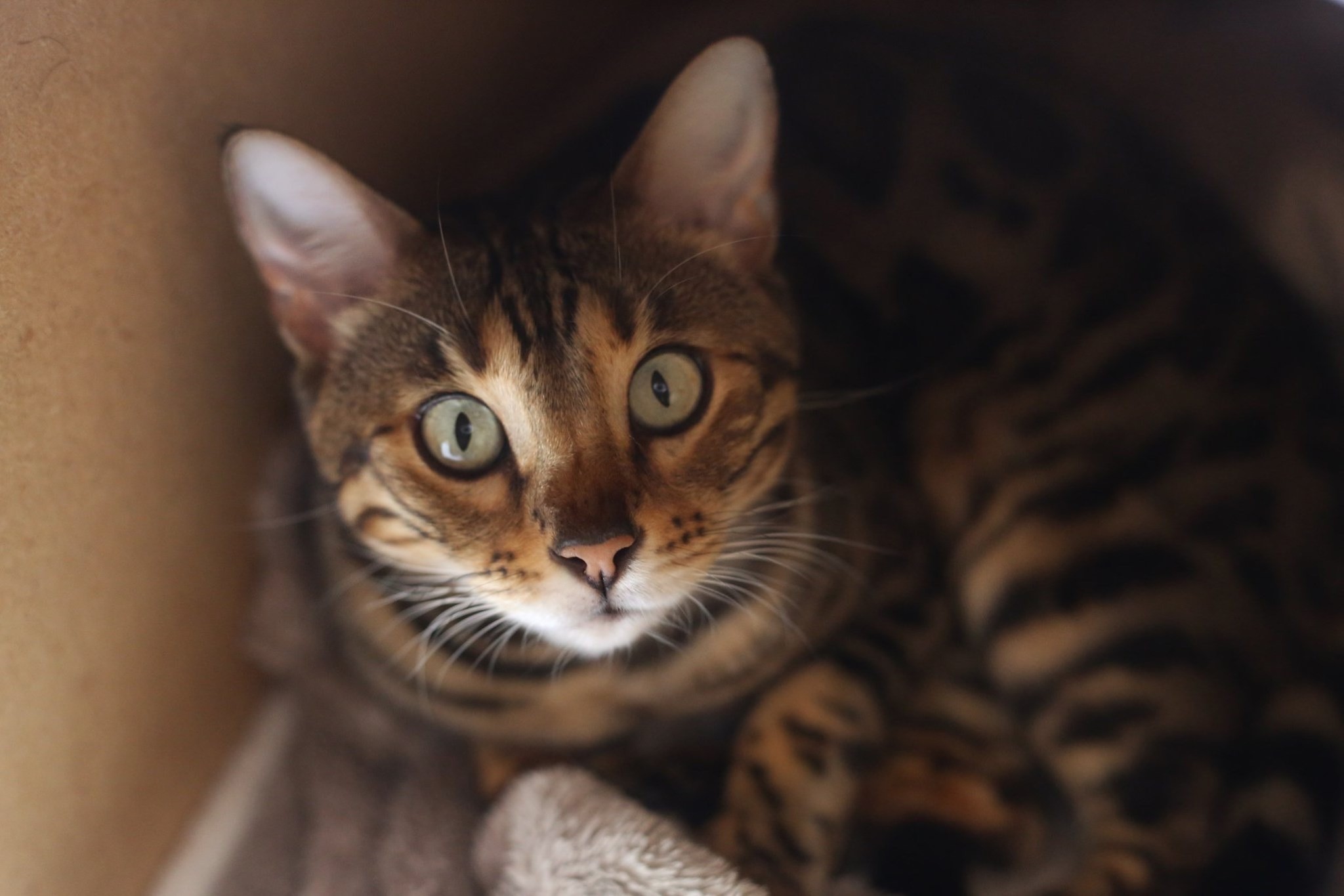 Healthy Pet Behaviour Vet - Cat Behaviour Problems First Aid Seminar