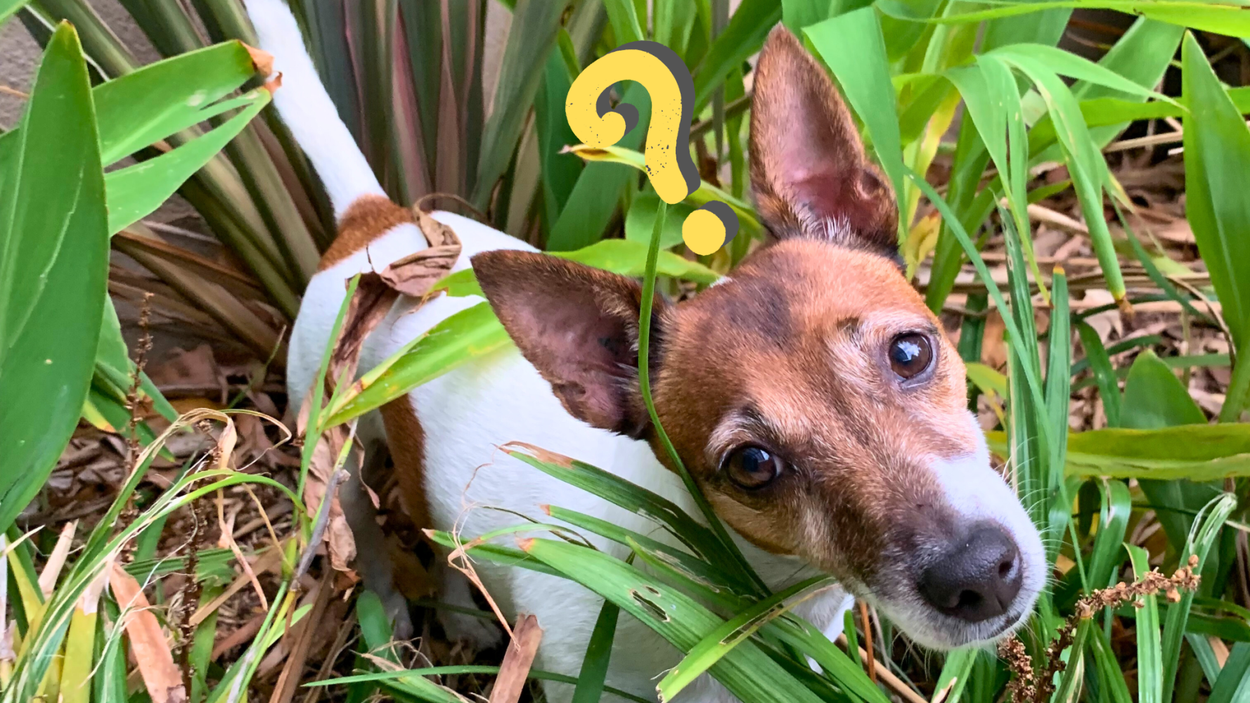 Healthy Pet Behaviour Vet - Home